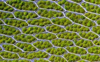 Producer - Definition, Types and Examples | Biology Dictionary