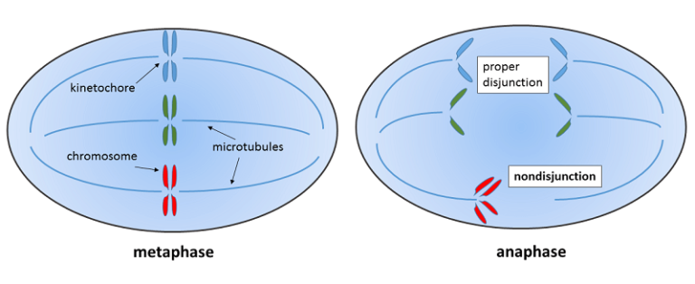 Nondisjunction - The Definitive Guide | Biology Dictionary