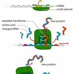 Genetic Code - Definition, Function, Types and Quiz | Biology Dictionary