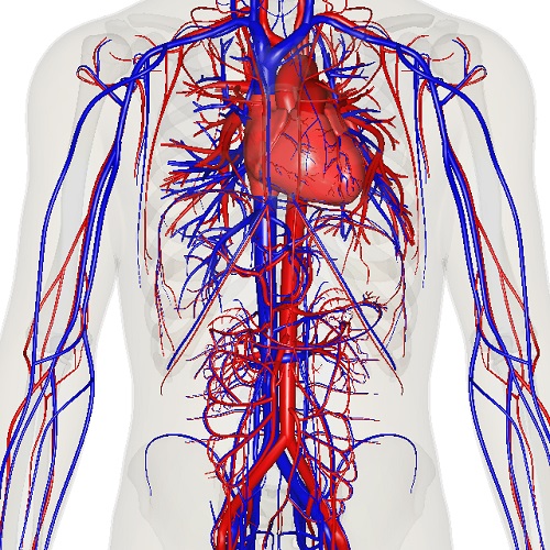Organ Definition Types And Examples Biology Dictionary