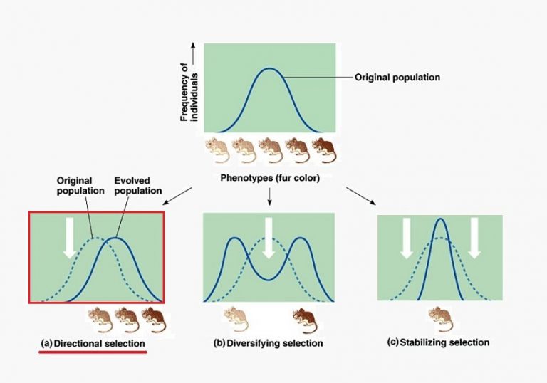 Natural Selection - Definition and Examples | Biology Dictionary