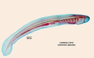 Chordate - Definition, Characteristics and Examples | Biology Dictionary