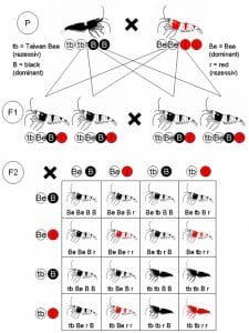 Epistasis - Definition, Types and Examples | Biology Dictionary