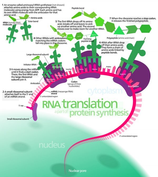 Translation - Biology Definition of Translation | Biology Dictionary