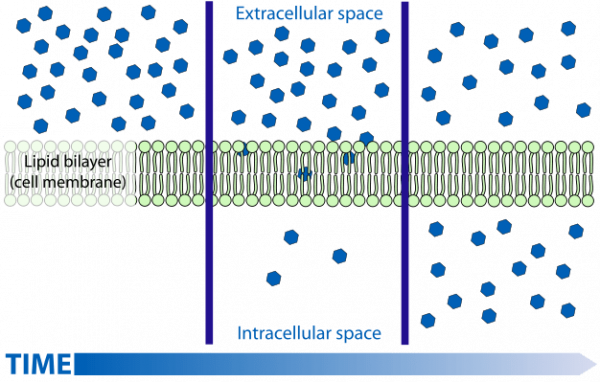 Selective Permeability - Definition and Function | Biology Dictionary
