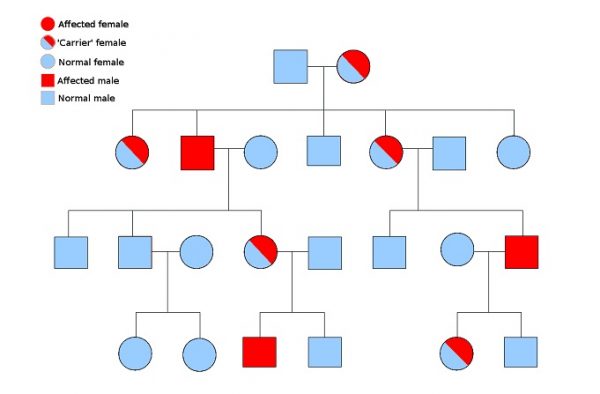 Pedigree Definition Function And Examples Biology Dictionary 6551