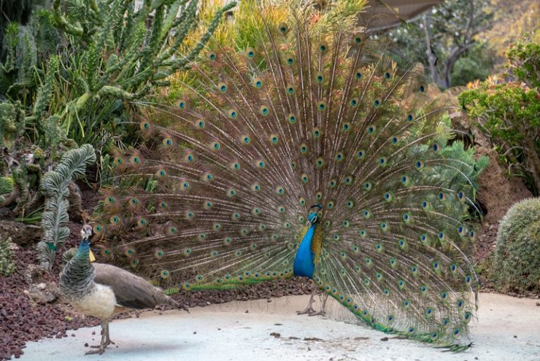 Natural Selection - Definition and Examples | Biology Dictionary