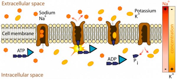 Carrier Protein - Definition, Function and Examples | Biology Dictionary