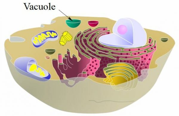 Vacuole - Definition, Structure and Functions | Biology Dictionary