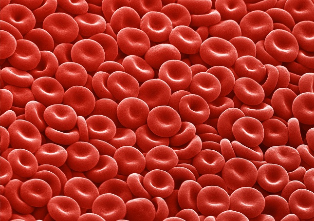 Cell Theory Definition And Examples Biology Dictionary