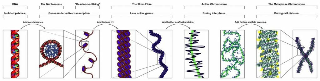 Chromosome - Definition, Function & Structure | Biology Dictionary