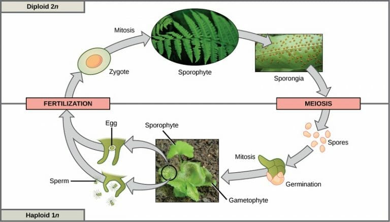 Zygote - Definition and Examples | Biology Dictionary