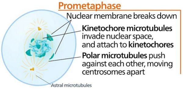 Prometaphase - Definition of Prometaphase | Biology Dictionary