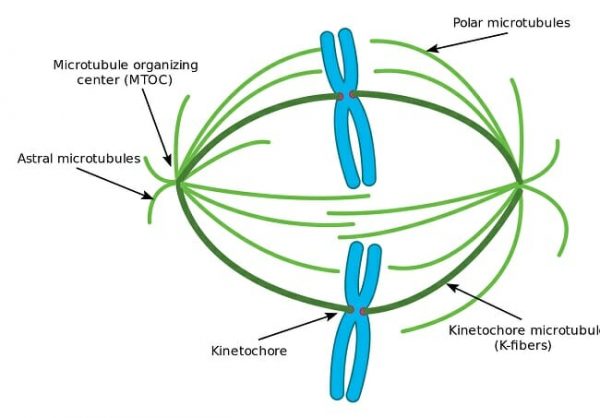 Prometaphase - Definition of Prometaphase | Biology Dictionary