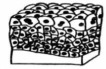 Transitional Epithelium - Definition and Function | Biology Dictionary