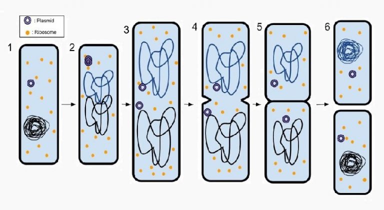 Binary Fission - Definition, Steps and Examples | Biology Dictionary