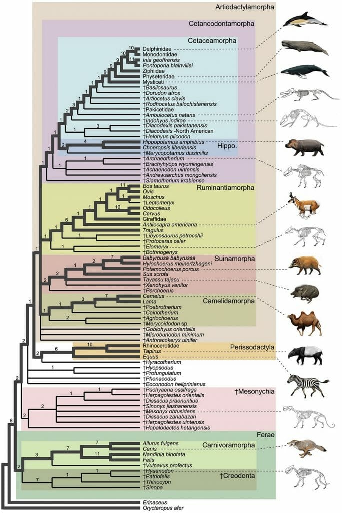 Cladogram - Definition and Examples | Biology Dictionary