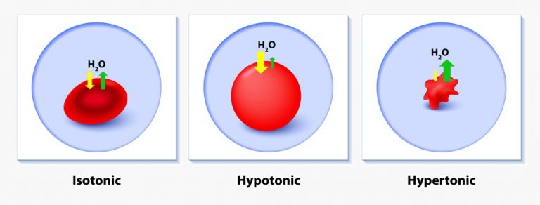Hypertonic Solution - Definition and Examples | Biology Dictionary