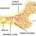Compact Bone - Definition and Function | Biology Dictionary
