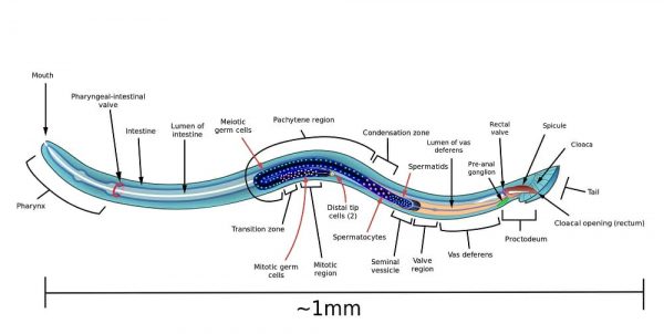 Pseudocoelomate - Definition and Examples | Biology Dictionary