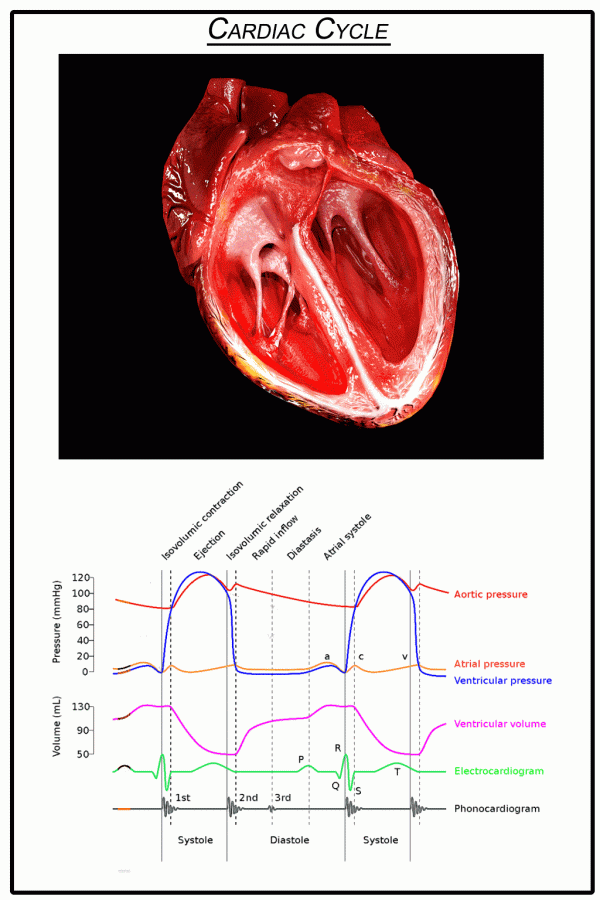 Cardiac Cycle - Definition, Phases and Quiz | Biology Dictionary
