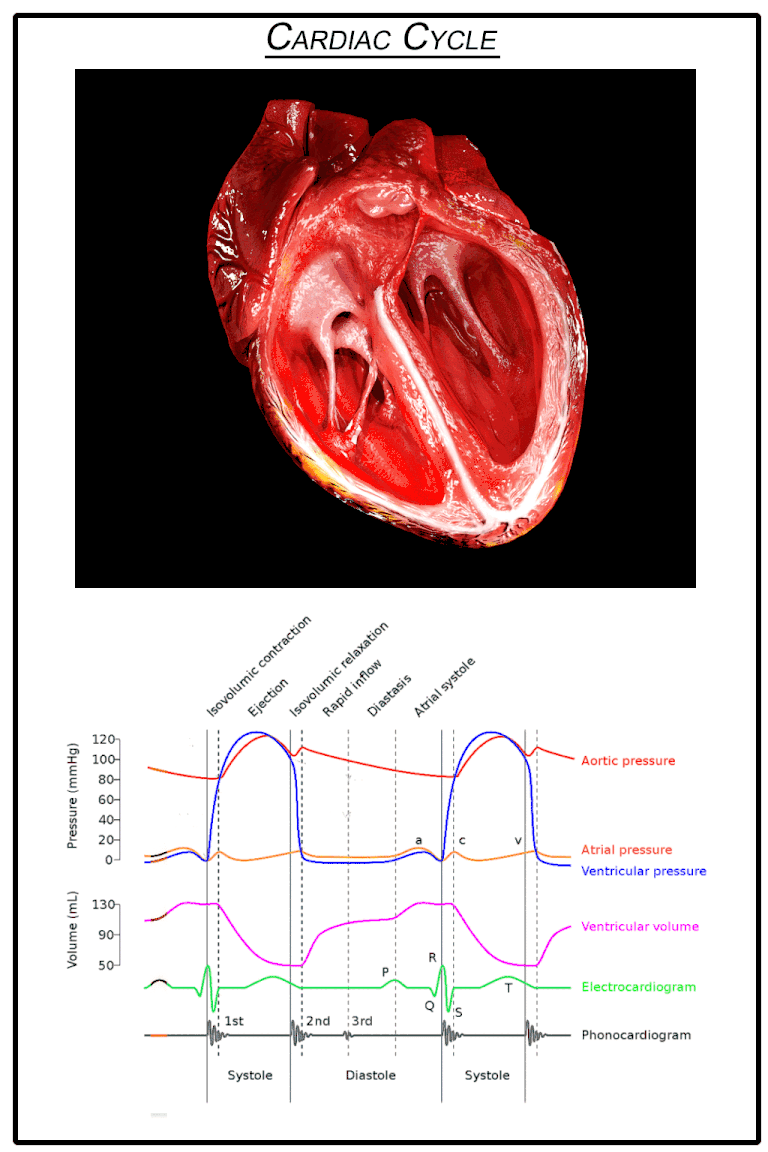 Cardiac Cycle - Definition, Phases and Quiz | Biology Dictionary