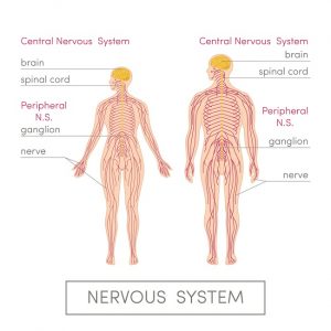 Central Nervous System: Definition, Function, Parts | Biology Dictionary