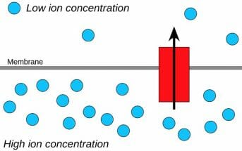 Chemiosmosis - Definition, Function and Examples | Biology Dictionary