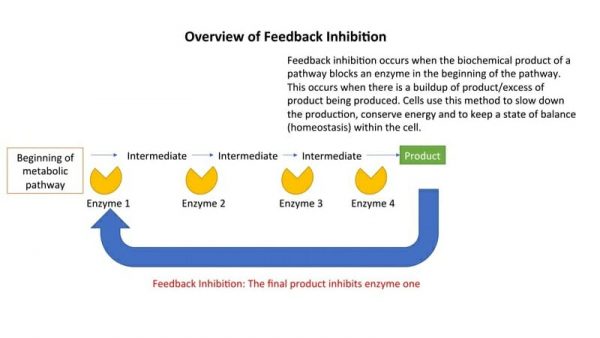 Feedback Inhibition - Definition and Examples | Biology Dictionary