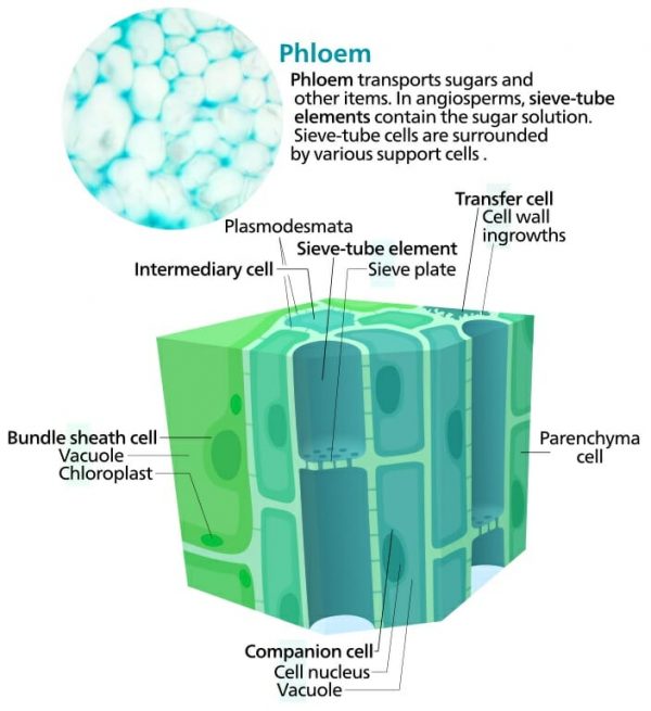 Phloem - Definition, Function and Structure | Biology Dictionary