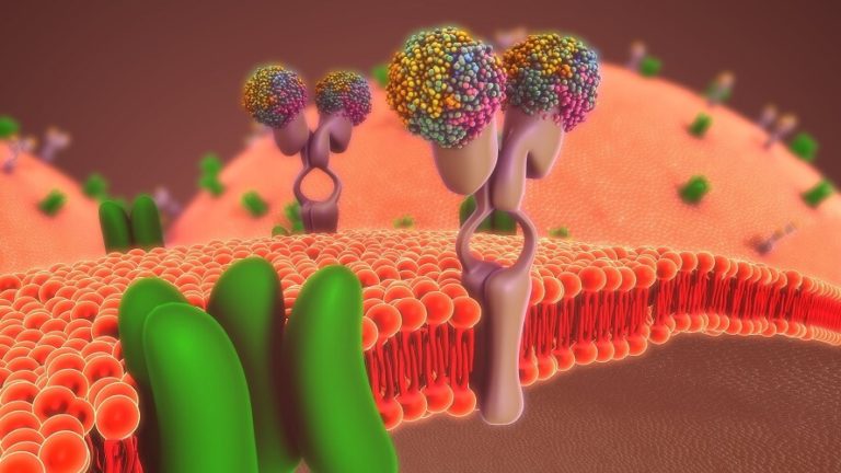 Cell Membrane - The Definitive Guide | Biology Dictionary Cell Membrane - The Definitive Guide | Biology Dictionary