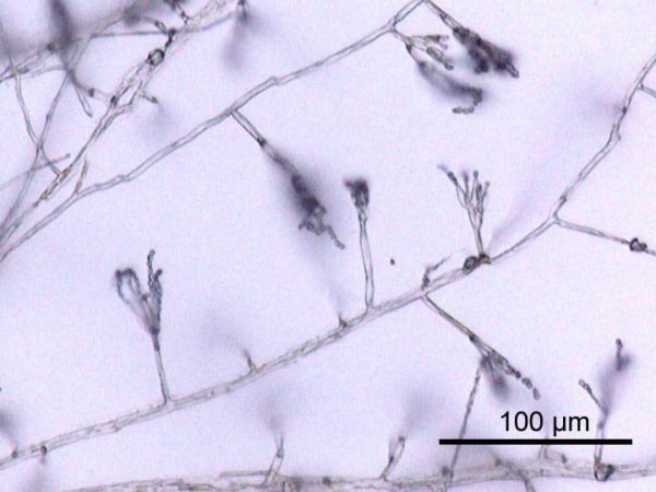 Fungi - Definition, Types and Examples | Biology Dictionary