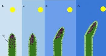 Phototropism - Definition, Examples and Quiz | Biology Dictionary