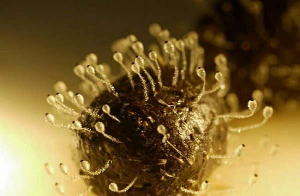 Phototropism - Definition, Examples and Quiz | Biology Dictionary