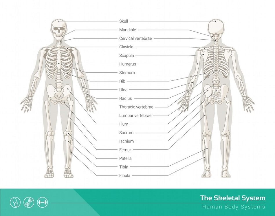  Skeletal System Meaning And Functions 6 1 The Functions Of The