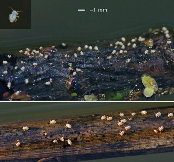 Detritivore - Definition, Function and Examples | Biology Dictionary