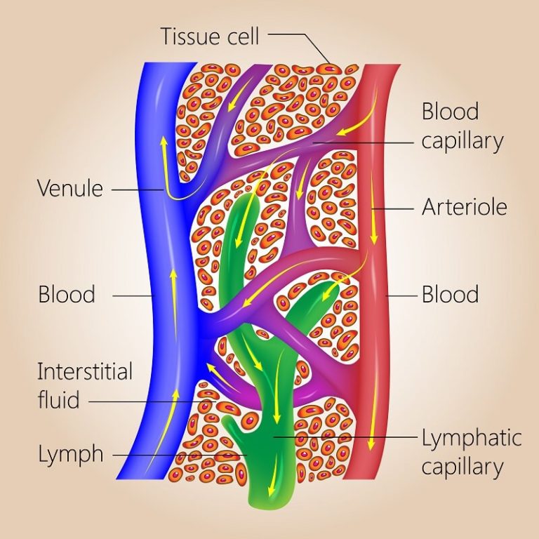 Circulatory System - The Definitive Guide | Biology Dictionary