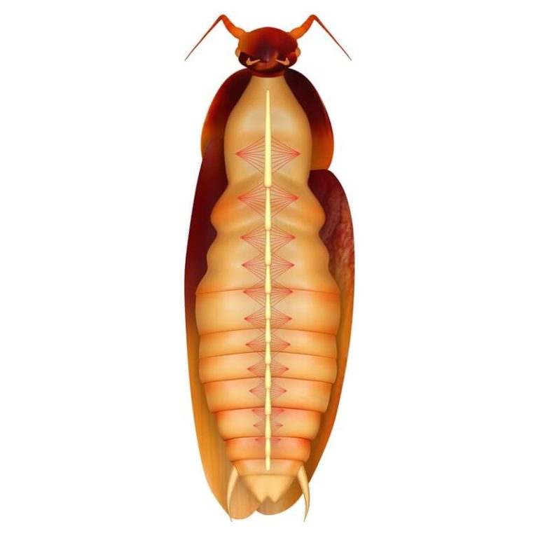 Circulatory System - The Definitive Guide | Biology Dictionary