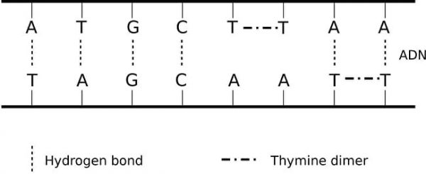 Thymine - Definition and Structure | Biology Dictionary
