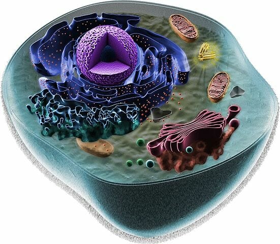 Animal Cell Definition Functions And Structure Biology Dictionary