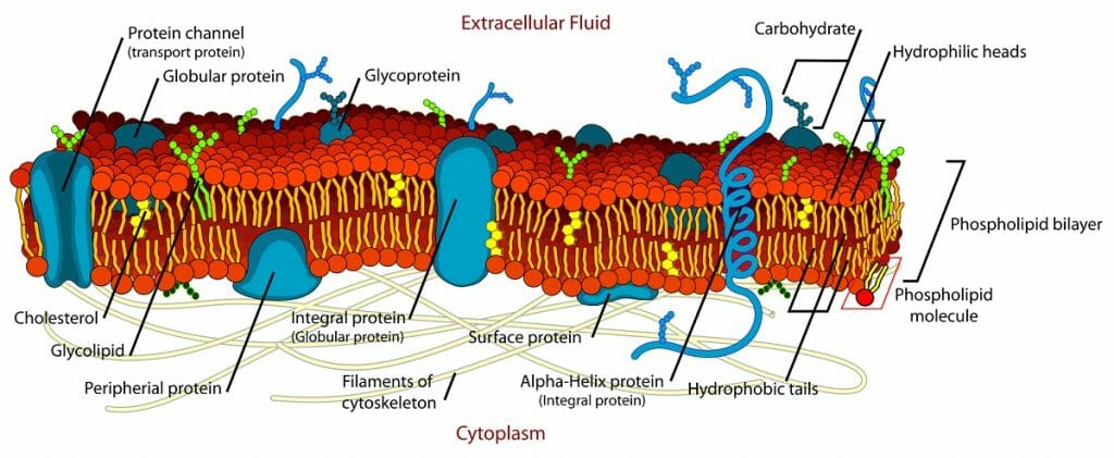 Fluid Mosaic Model Definition Explanation And Quiz Biology Dictionary
