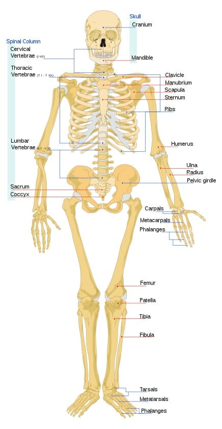 Endoskeleton Definition Function And Quiz Biology Dictionary