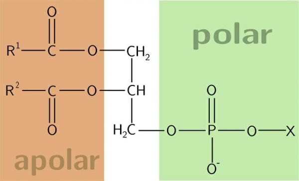 Fluid Mosaic Model Definition Explanation And Quiz Biology Dictionary