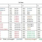 Anticodon - Definition, Function and Examples | Biology Dictionary