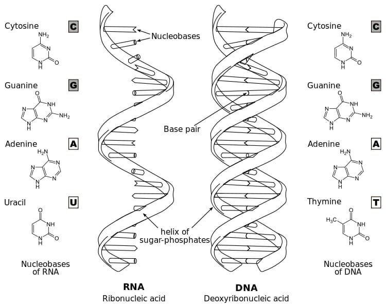 Base Pair Definition Rules And Quiz Biology Dictionary Base Pair Definition Rules And Quiz Biology Dictionary