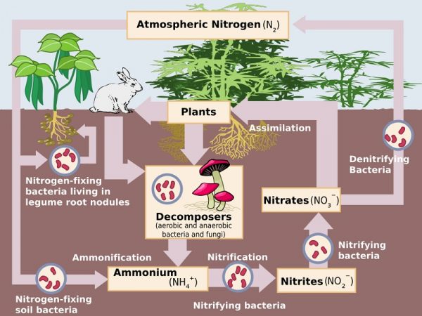Nitrogen Cycle - Definition, Steps and Importance | Biology Dictionary