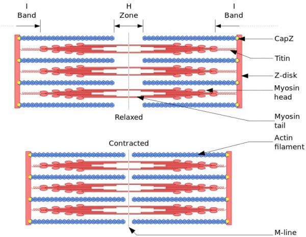 Myofibril - Definition, Function and Structure | Biology Dictionary