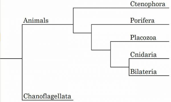 Cladistics - Definition, Explanation and Quiz | Biology Dictionary