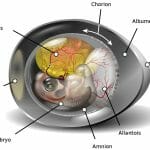 Placenta - What Is It and How It Works | Biology Dictionary