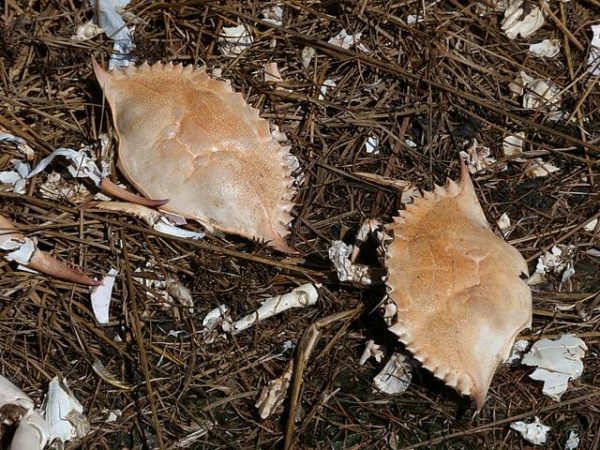 Seashell - Formation, Type and Quiz | Biology Dictionary